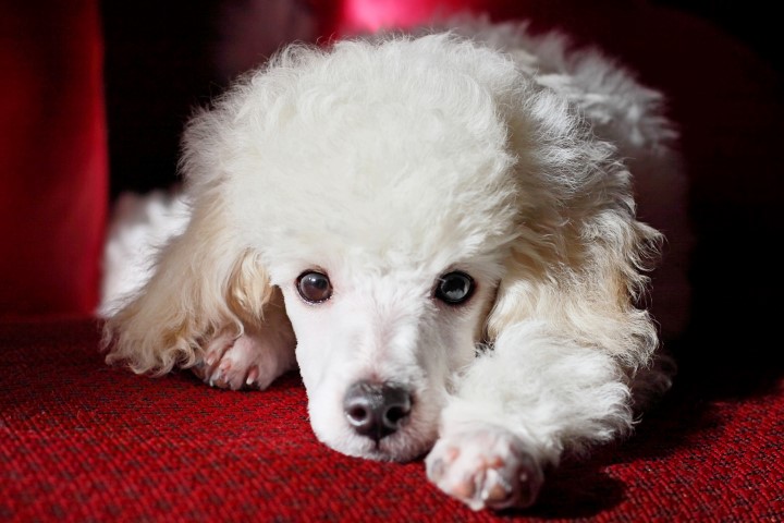 Poodle | Tudo Sobre a Raça de Cachorros Poodle