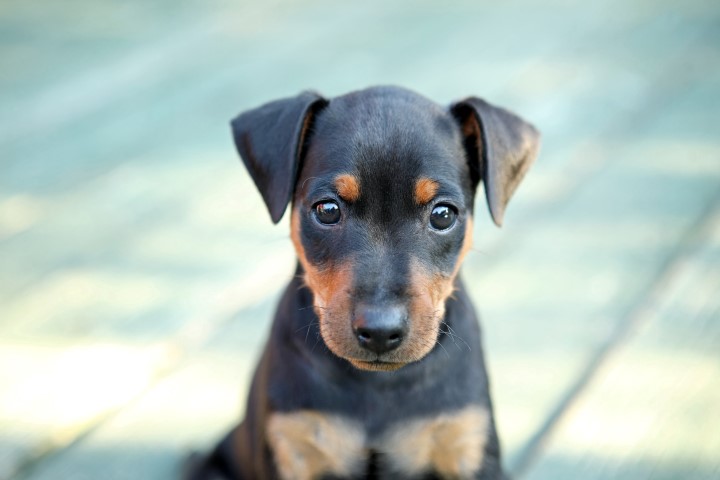 Pinscher | Tudo sobre a Raça de Cachorros Pinscher