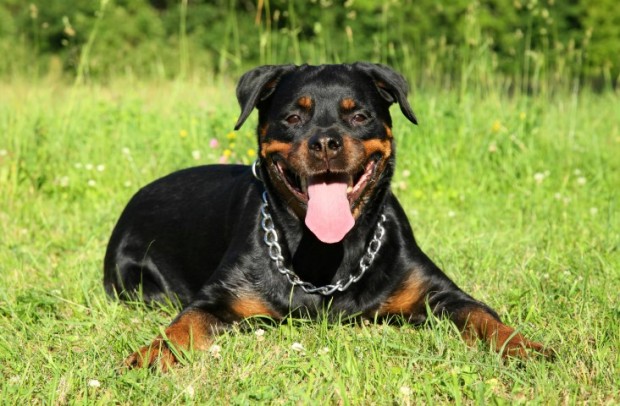 Rotweiller | Tudo sobre a Raça de Cães Rotweiller