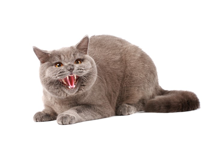 Raiva Felina | Tudo Sobre Raiva em Gatos
